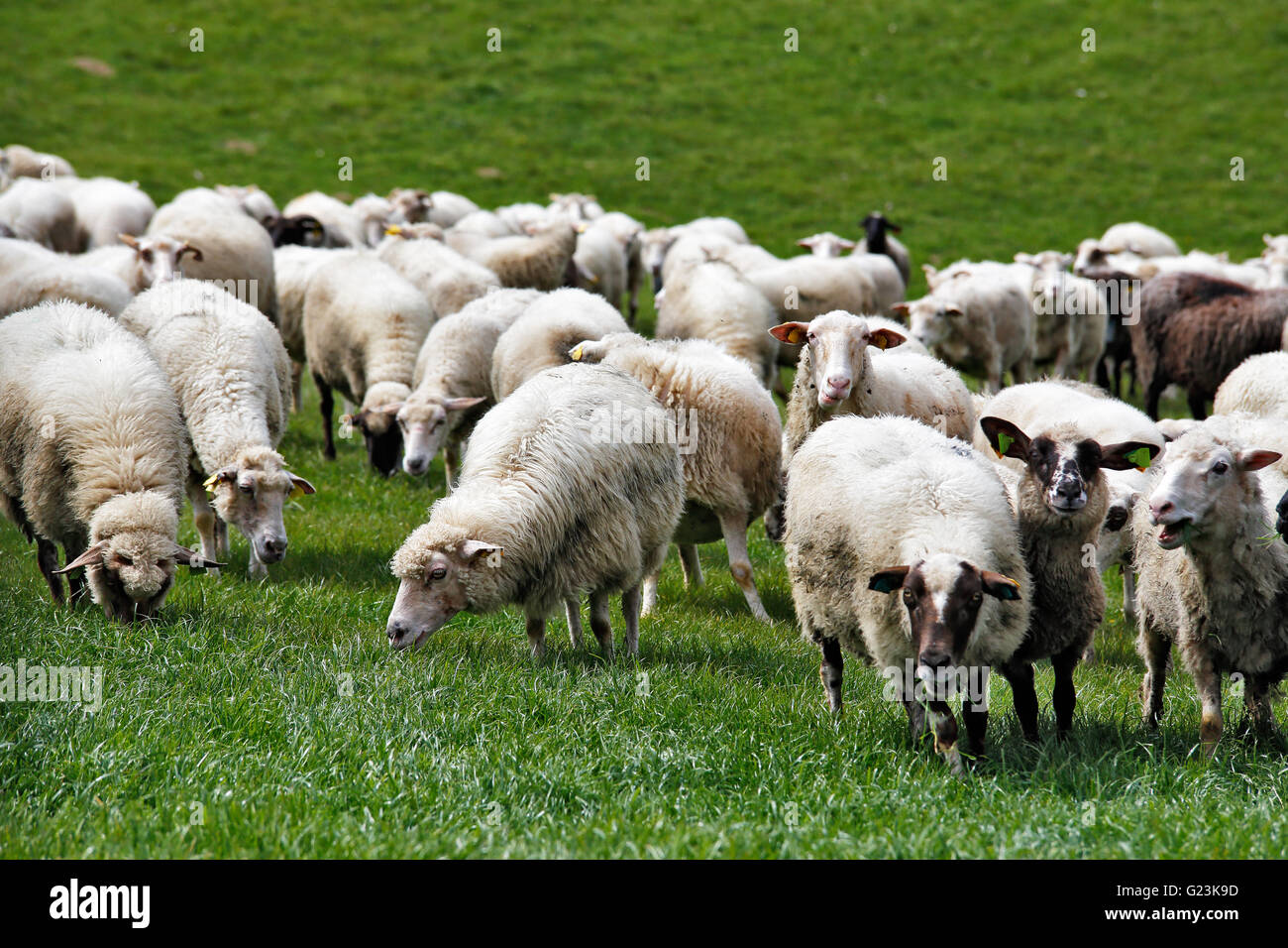 Sheep Grazing In Green Meadows High Resolution Stock Photography and Images - Alamy