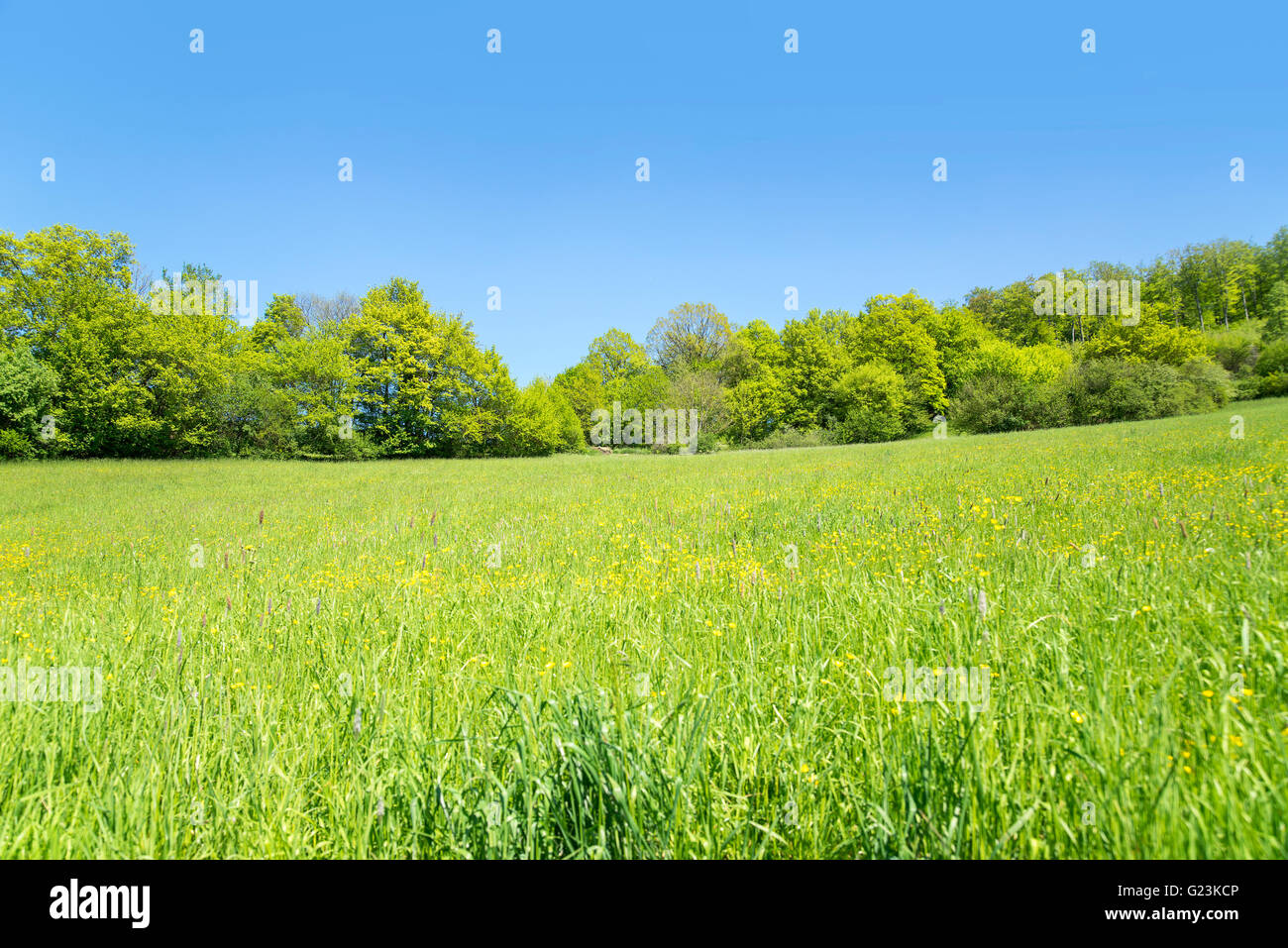 sunny illuminated idyllic rural springtime scenery in Hohenlohe, a ...
