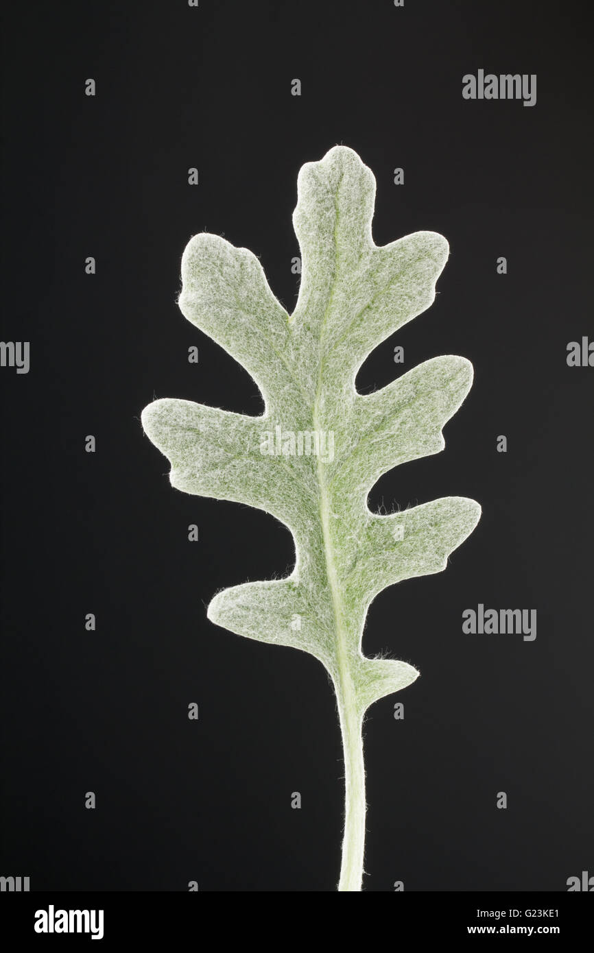 Senecio cineraria, aka dusty miller, leaf close up with black ...