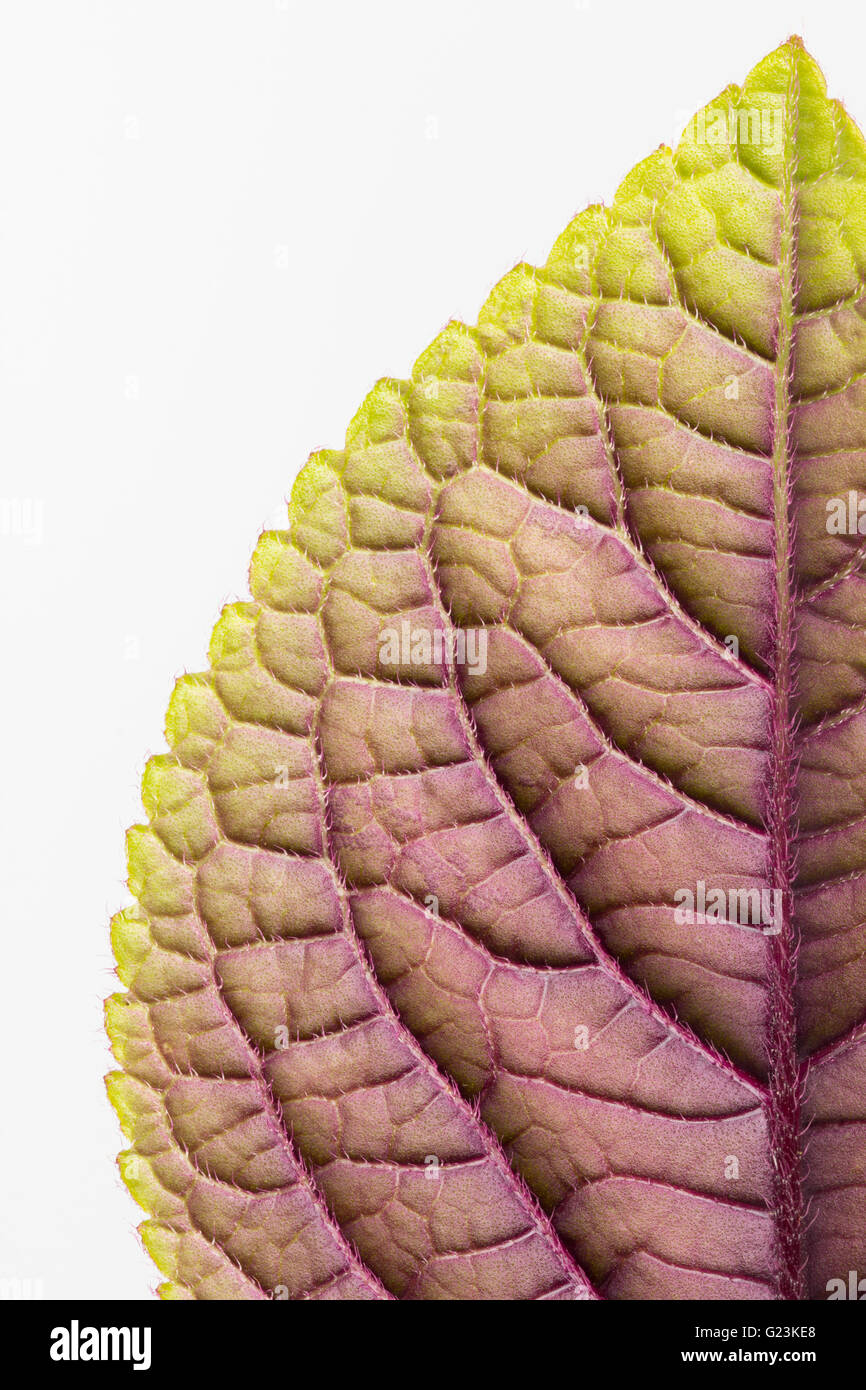 Close up of leaf underside of Plectranthus plant Stock Photo - Alamy