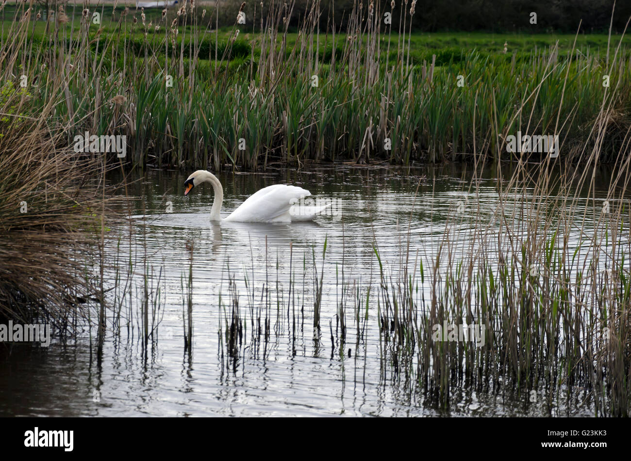 Mute swan swimming in a reed bed on the Norfolk Broads on the Norfolk ...