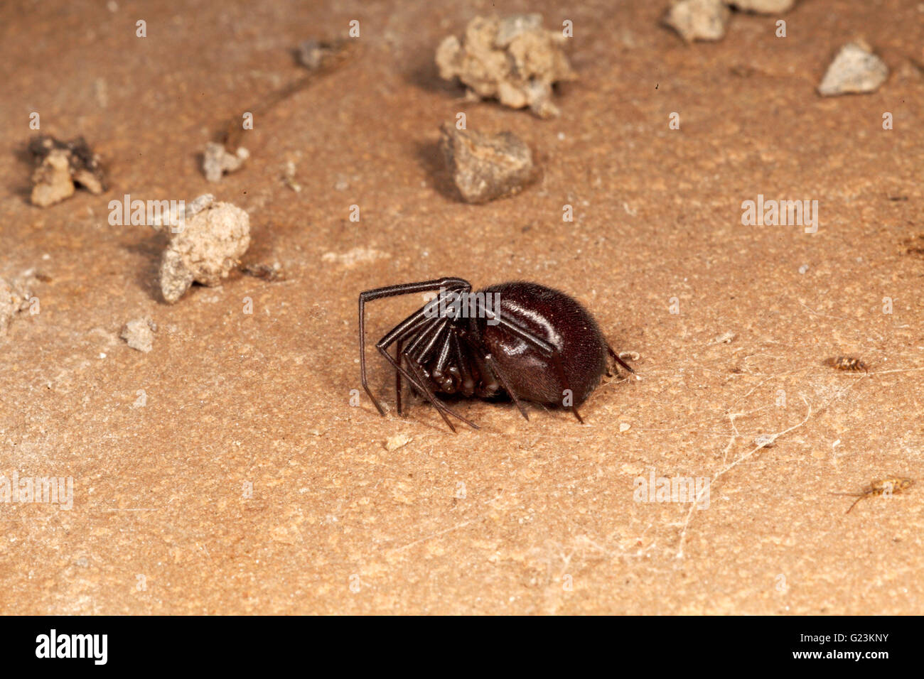 Steatoda grossa Cupboard spider. Defensive posture position Stock Photo ...