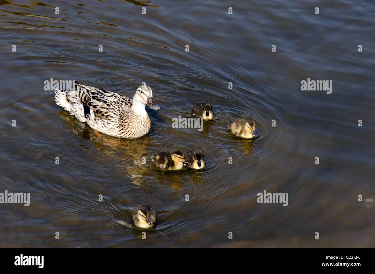 Female cross-breed farmyard/mallard duck with five young ducklings on ...