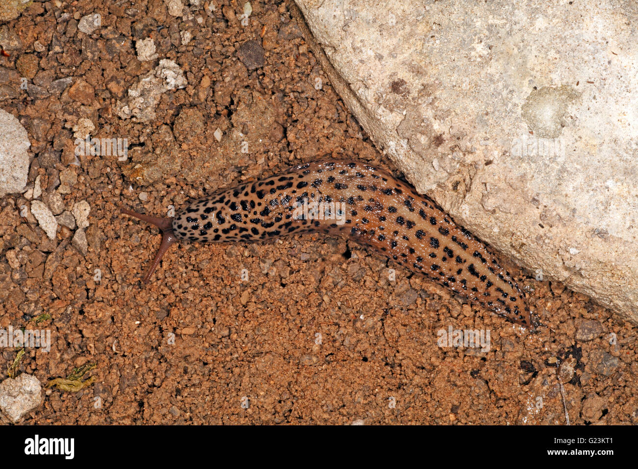 Slug eyes hi-res stock photography and images - Alamy