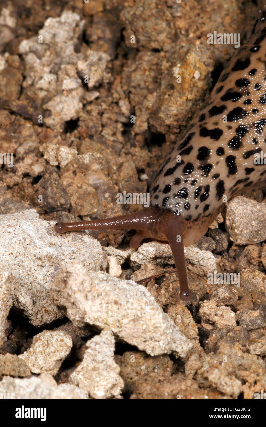 Slug eyes hi-res stock photography and images - Alamy