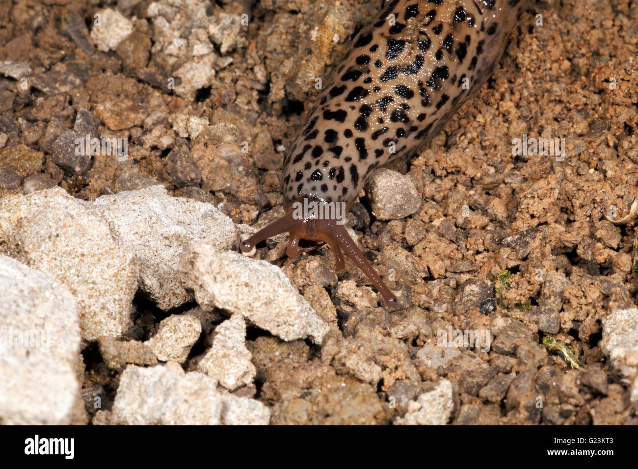 Close up of Leopard Slugs face and head Stock Photo - Alamy