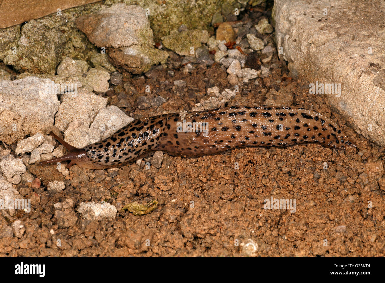 Gray slugs hi-res stock photography and images - Alamy