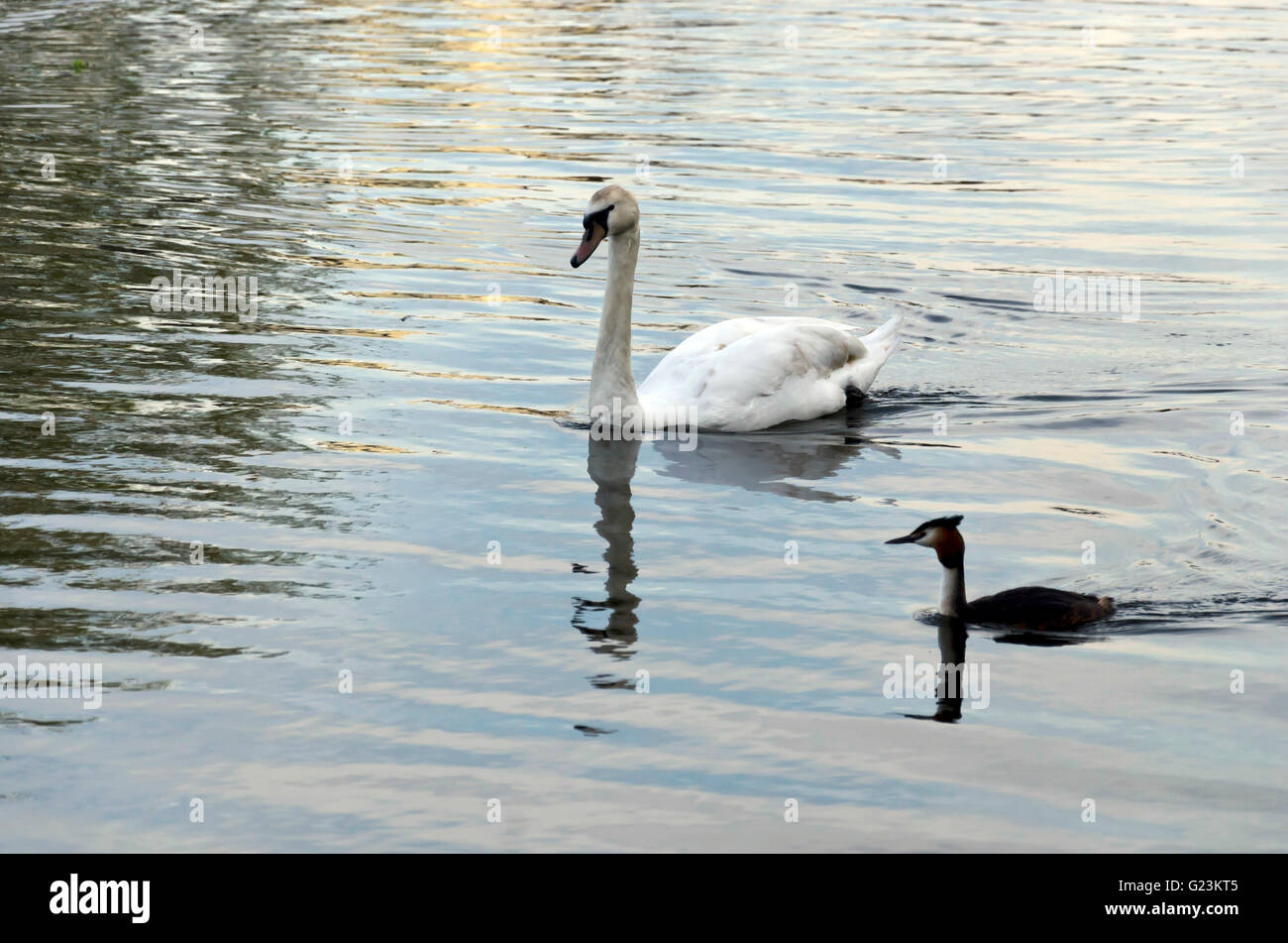 Mute swan and great crested grebe swimming side-by-side on the Norfolk ...