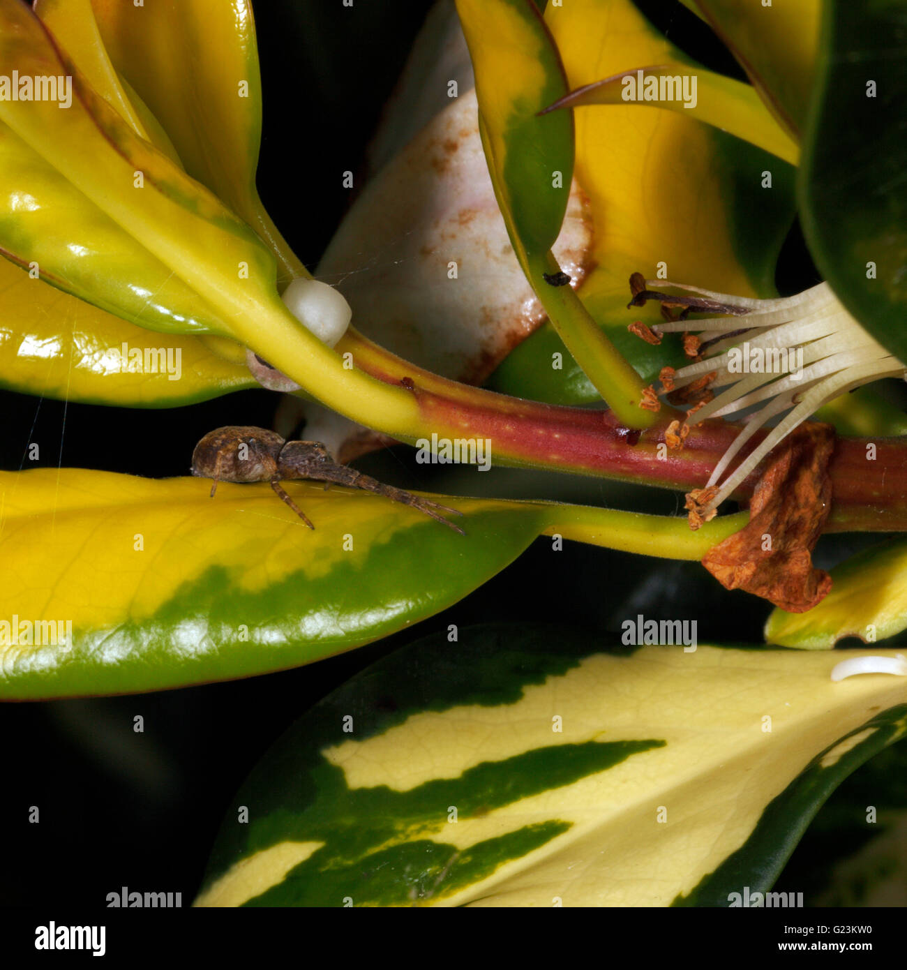 Spider side view hi-res stock photography and images - Alamy