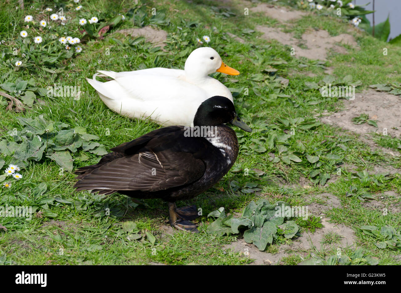 Female farmyard duck with a young (apparently) cross-bred male as her ...