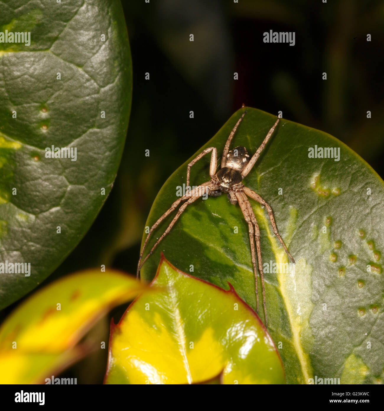 Philodromus aureolus - male Running crab spider Stock Photo - Alamy