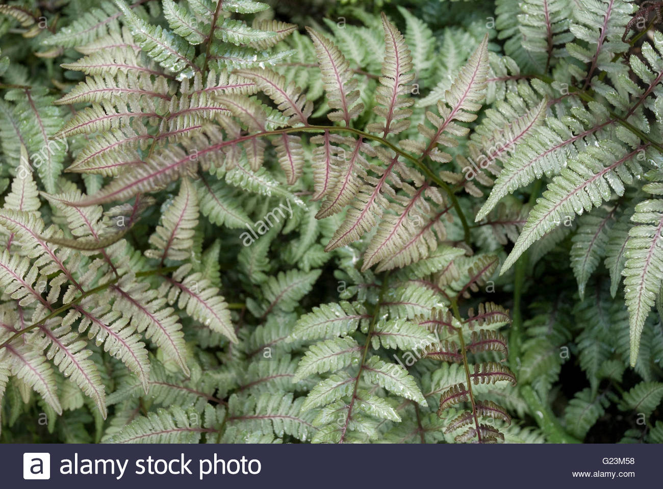 Japanese Painted Fern Stock Photos & Japanese Painted Fern Stock Images ...