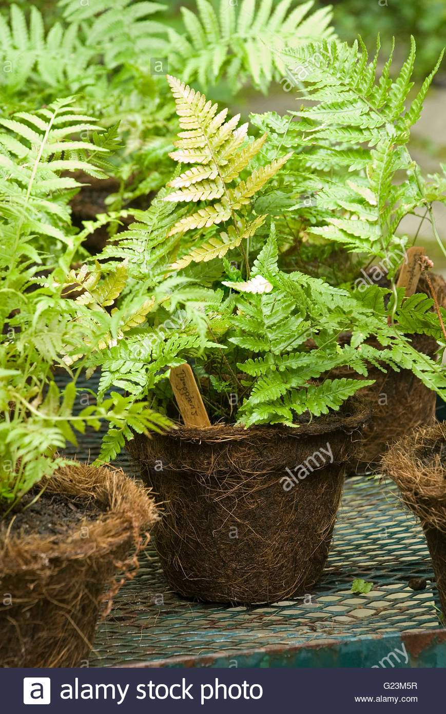 Fern Seed High Resolution Stock Photography and Images - Alamy