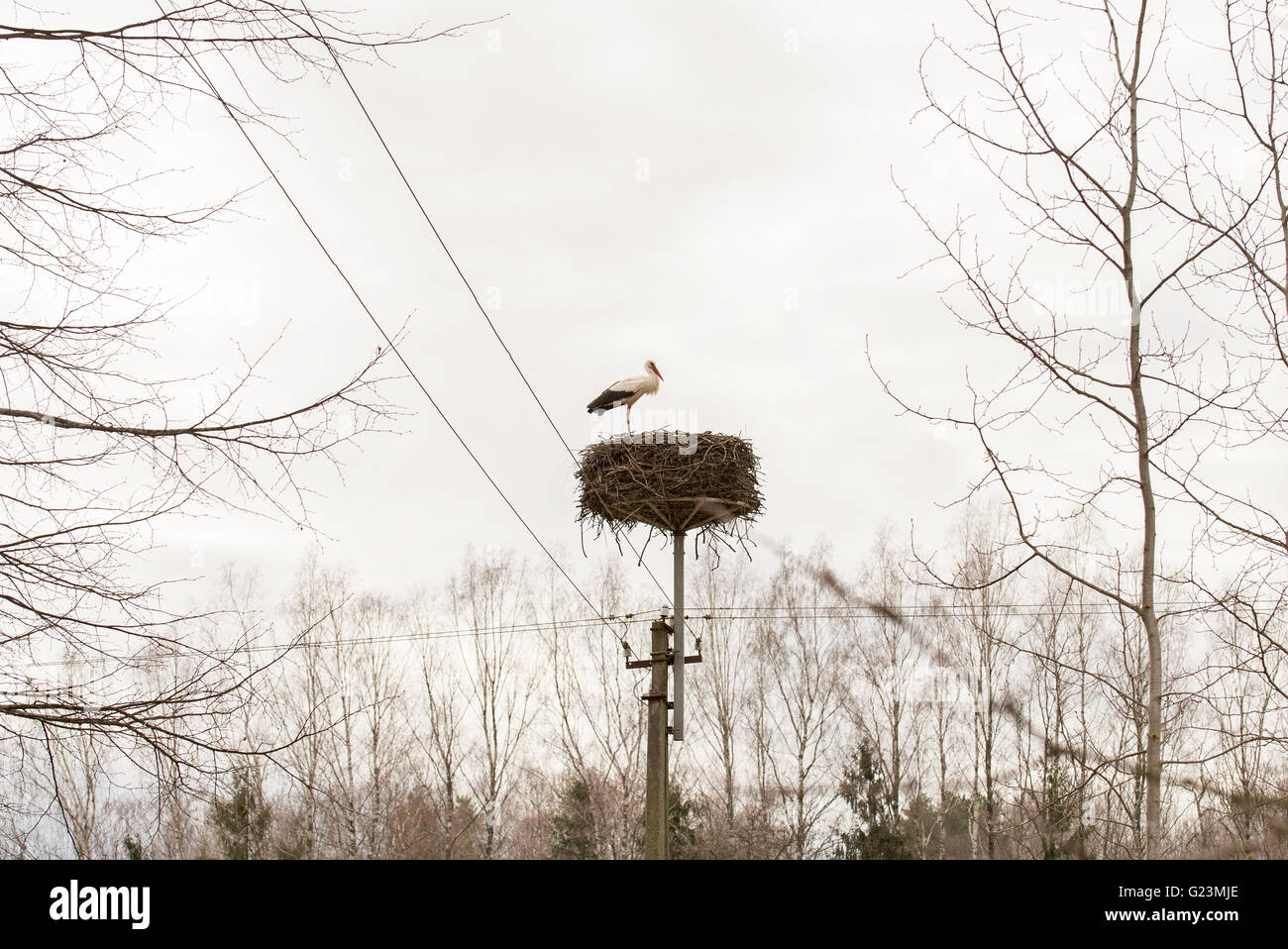 Stork stick stand hi-res stock photography and images - Alamy
