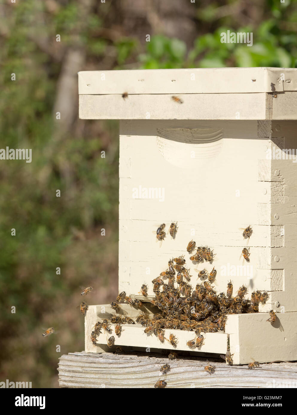 Close up of honey bees crowded at the entrance of nucleus hive ...