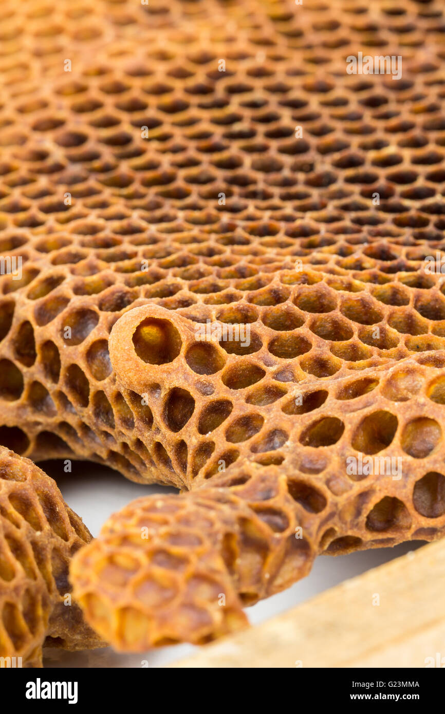 Dark brood comb in frame with empty queen cup. Culled frame of old ...