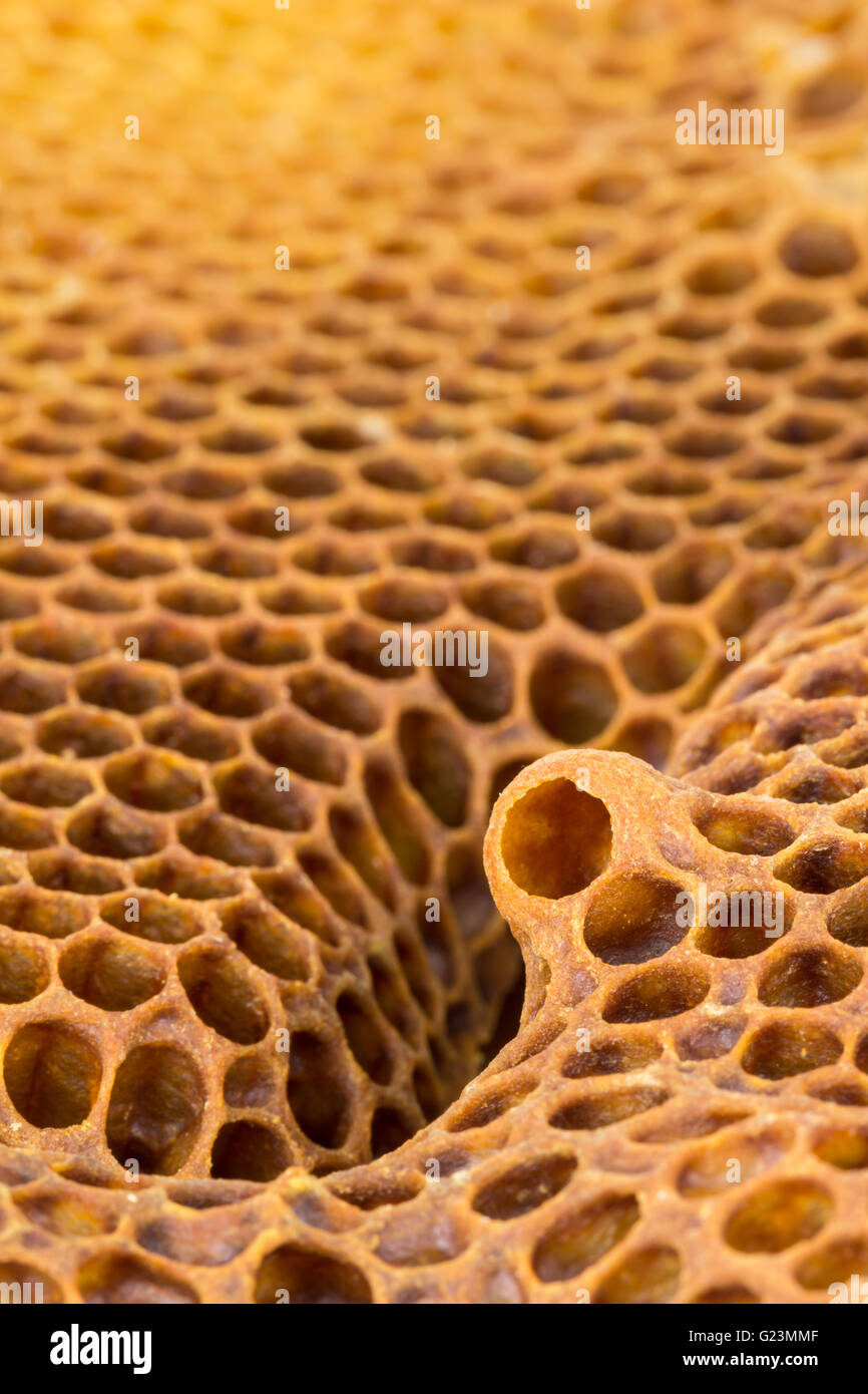 Close up of empty honey bee queen cell in darkened mature brood comb ...