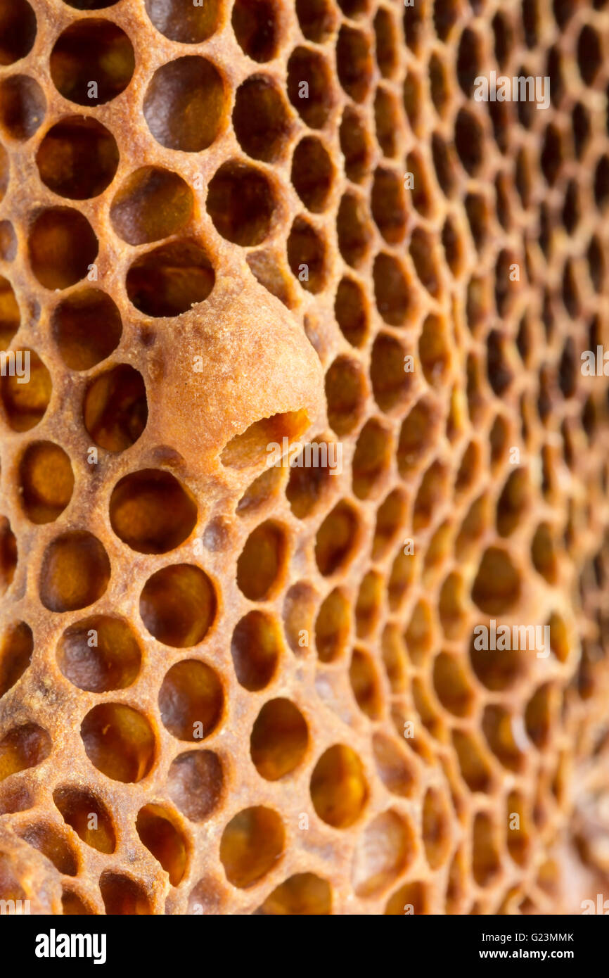 Empty brood comb hi-res stock photography and images - Alamy