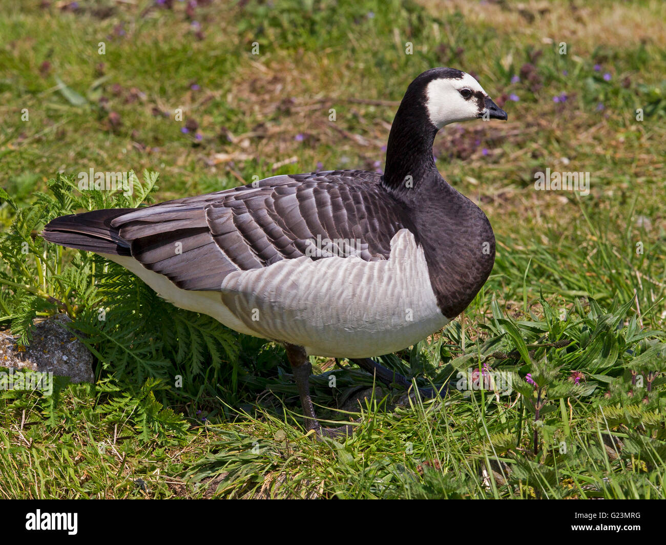 Barnacled goose standing Stock Photo - Alamy