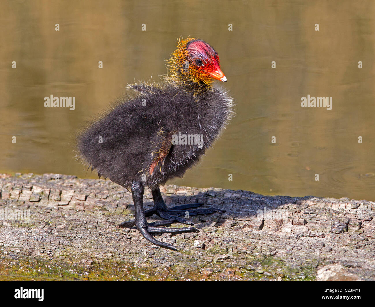 Young coot chick standing Stock Photo - Alamy