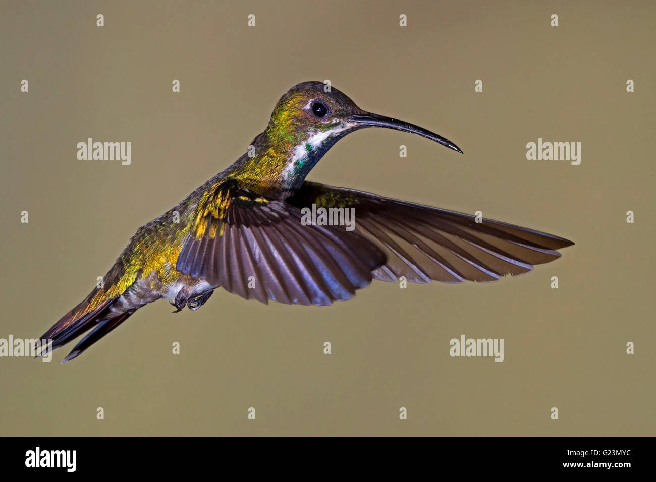 Female green-breasted mango hummingbird hovering Stock Photo - Alamy