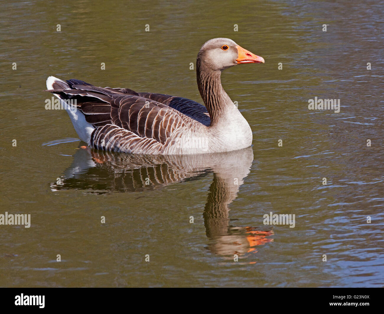 Goose with reflection hi-res stock photography and images - Alamy