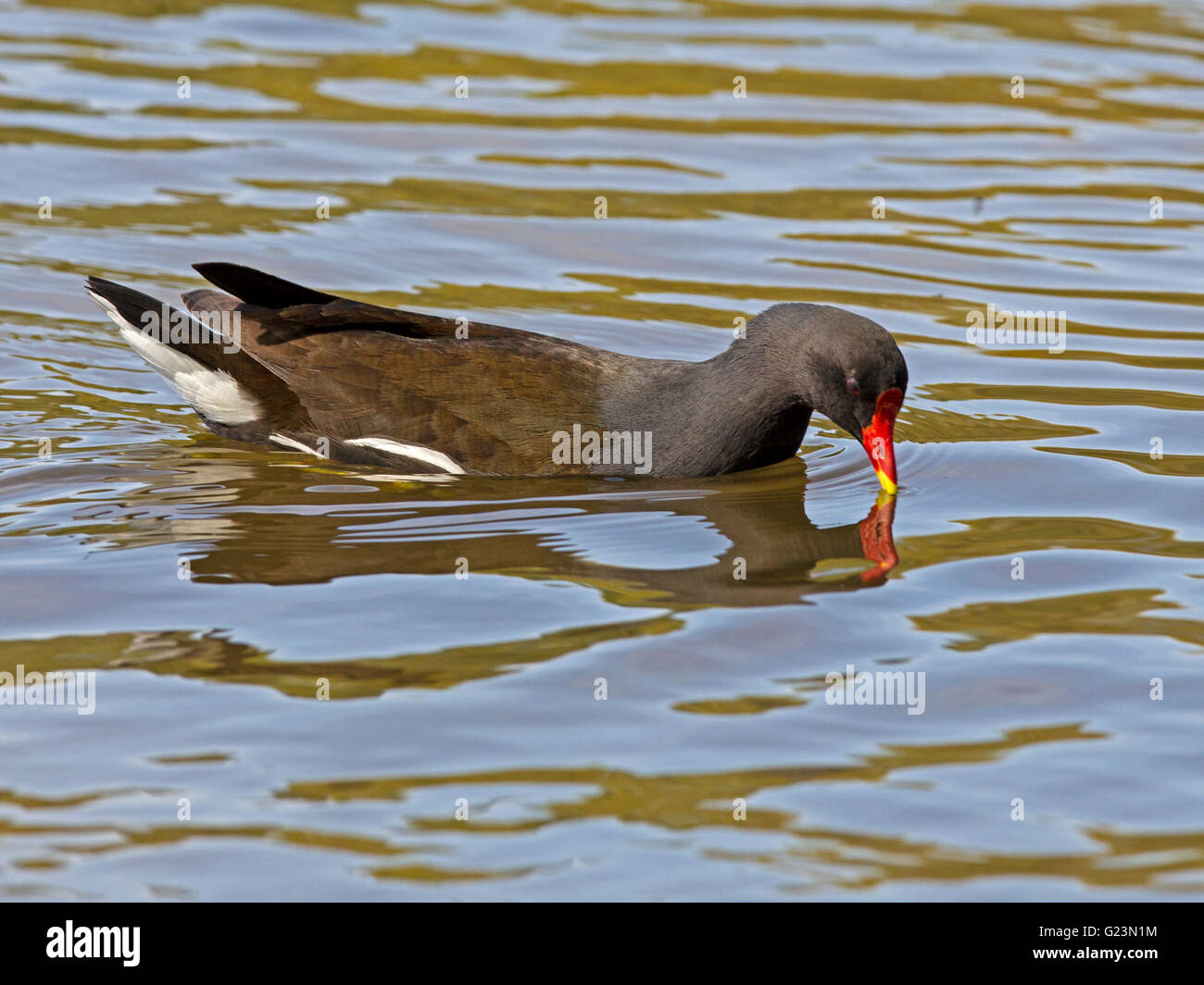 Common moorhen in water feeding Stock Photo - Alamy