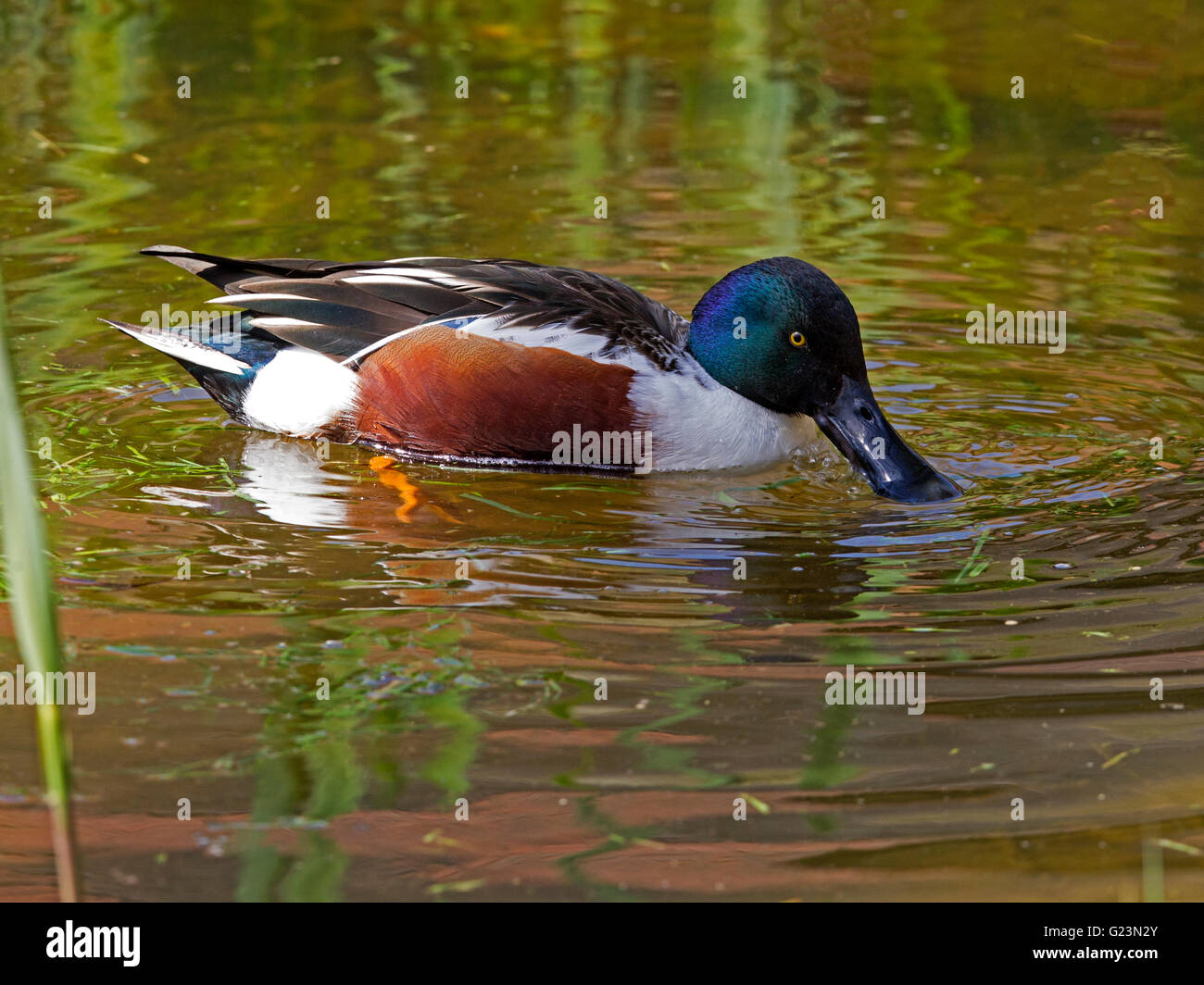 Male in water hi-res stock photography and images - Alamy