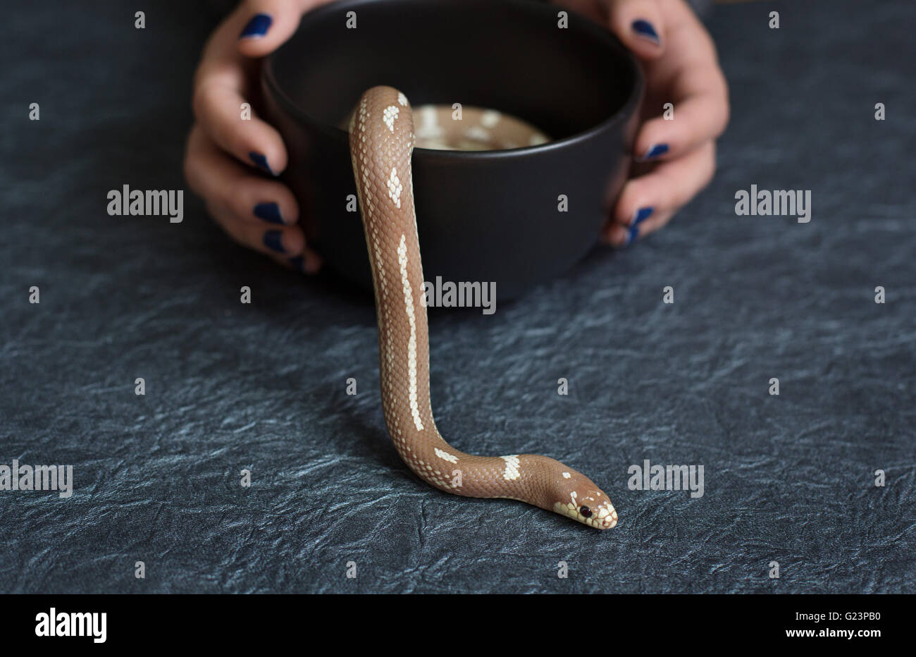Snake and a bowl hi-res stock photography and images - Alamy