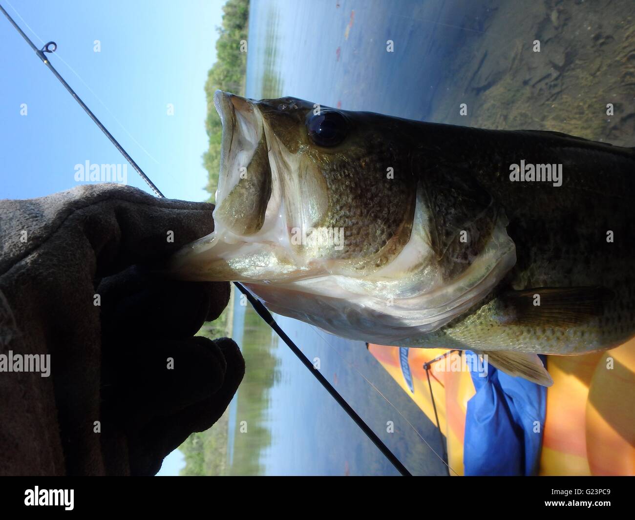 Smallmouth bass hi-res stock photography and images - Alamy