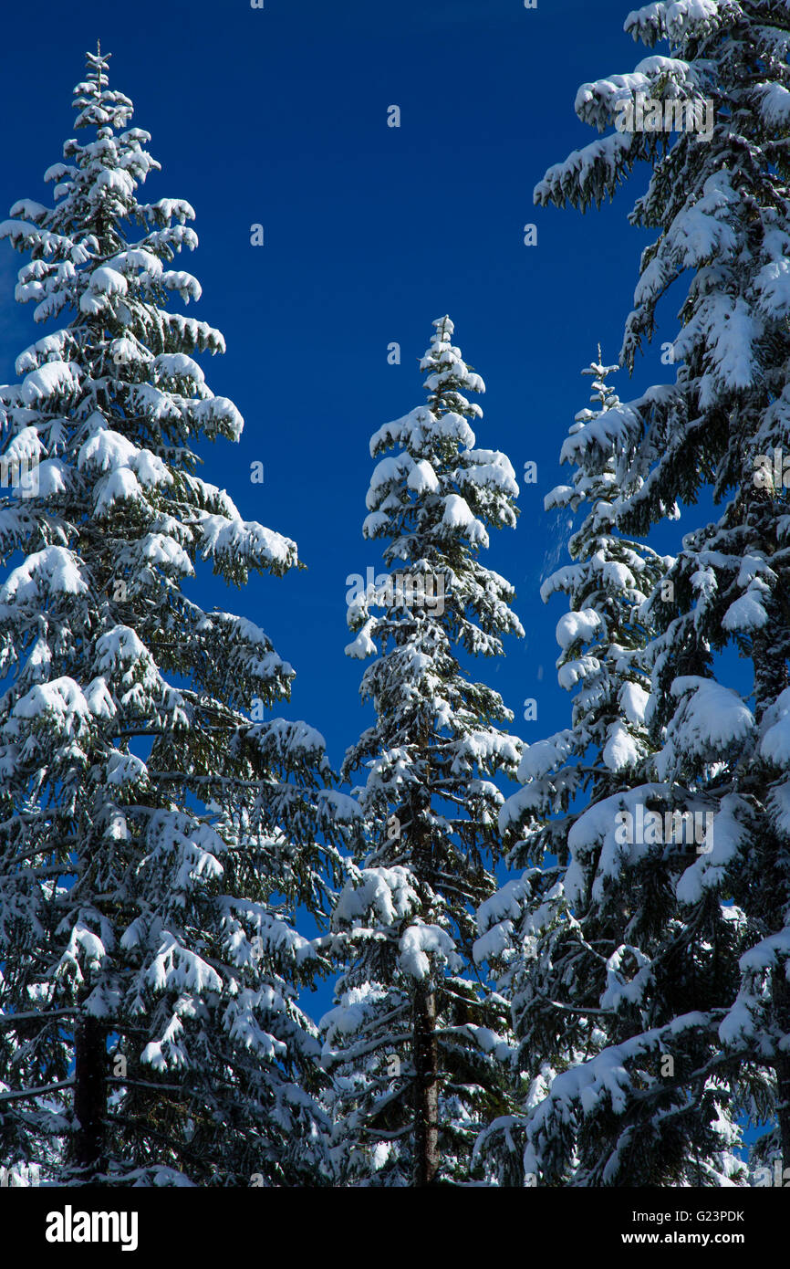 Trees with snow, Mt Rainier National Park, Washington Stock Photo - Alamy