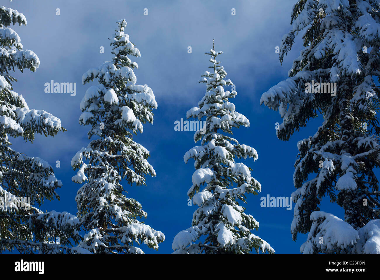 Trees with snow, Mt Rainier National Park, Washington Stock Photo - Alamy
