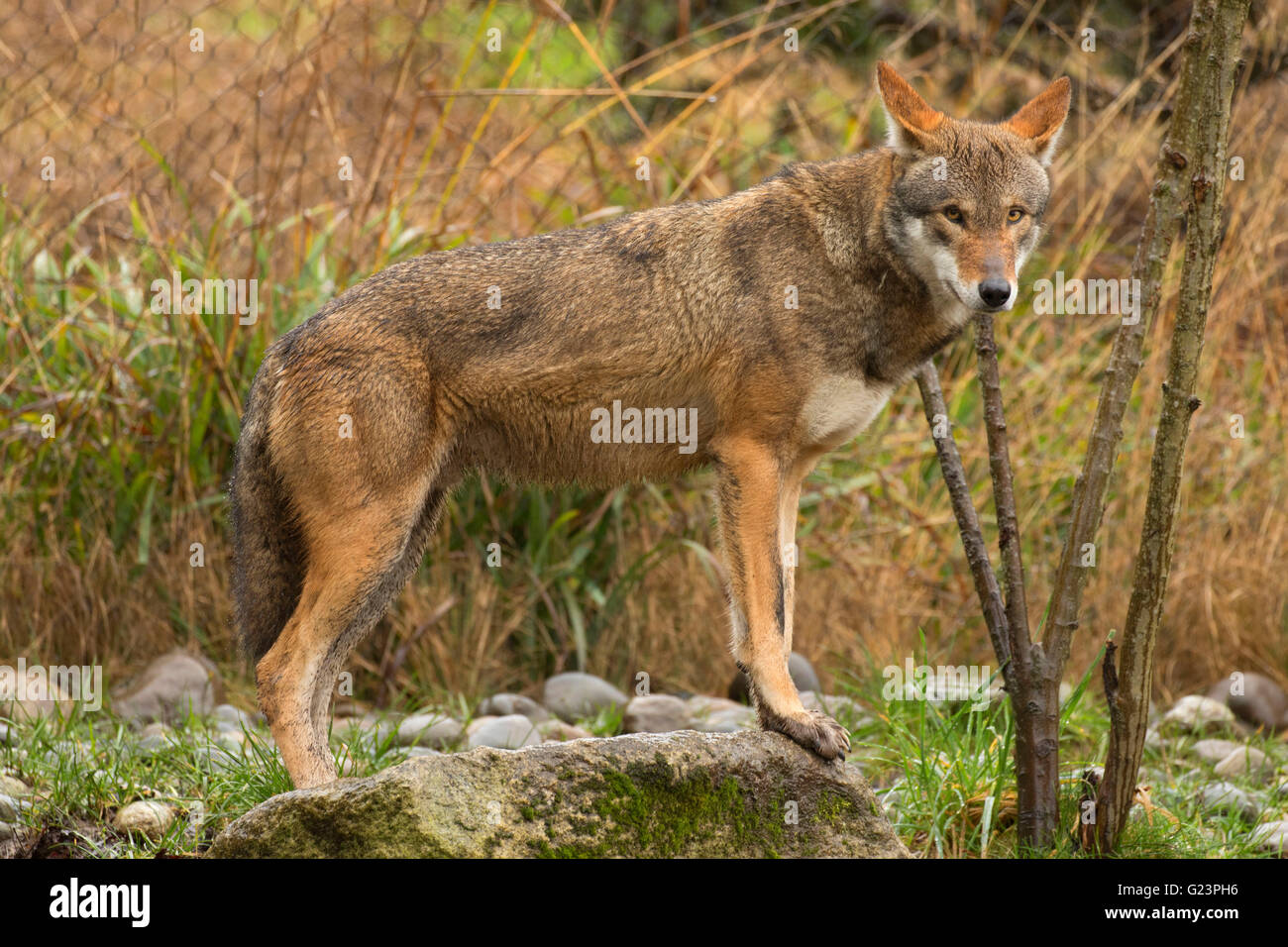 Point defiance zoo wolf hi-res stock photography and images - Alamy