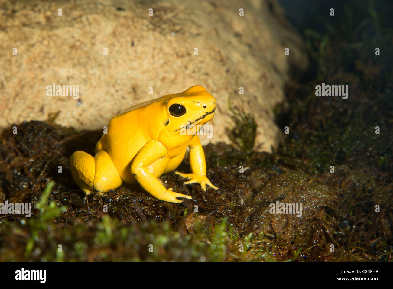 Golden poison frog (Phyllobates terribilis), Point Defiance Zoo and ...