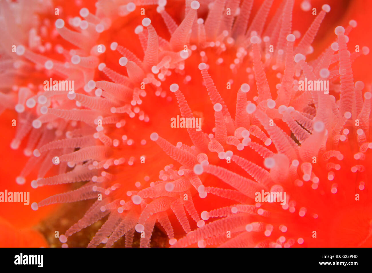 Point defiance tacoma zoo hi-res stock photography and images - Alamy