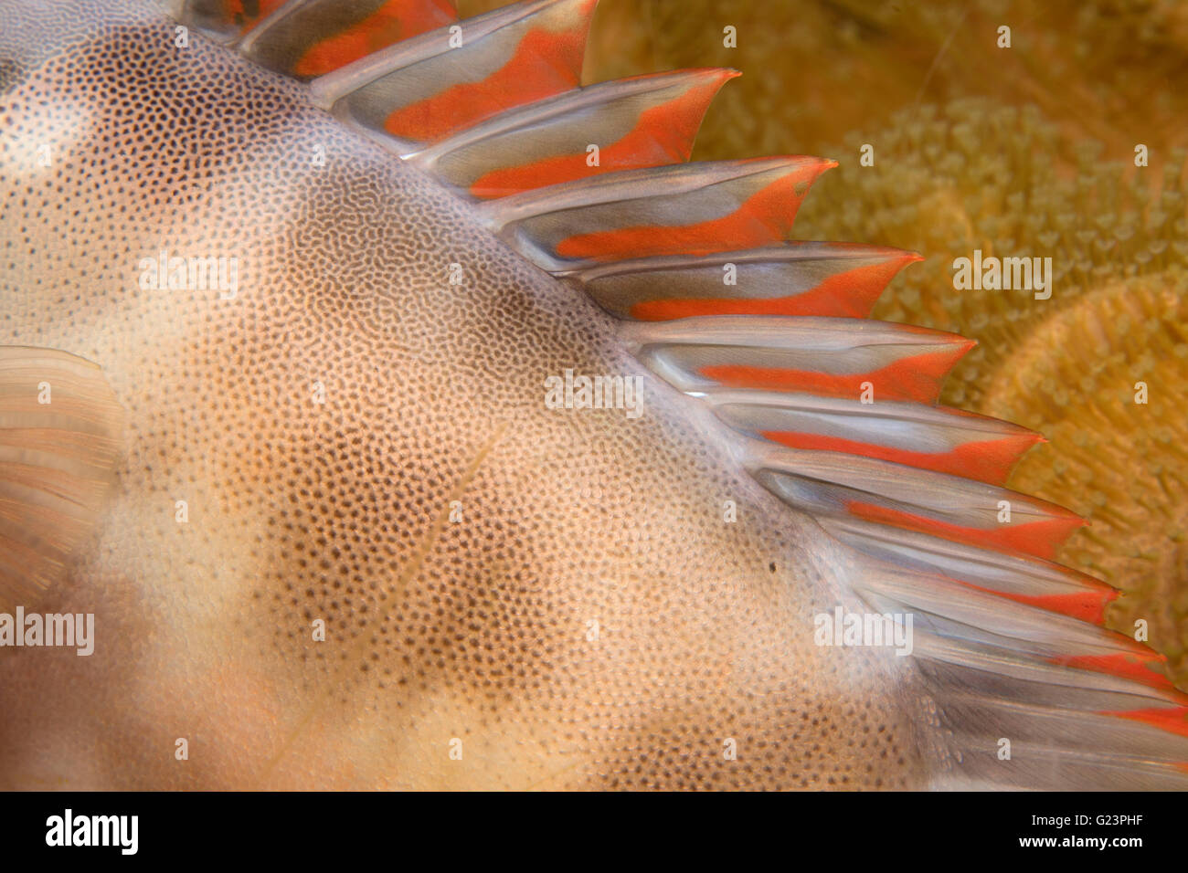 Fish, Point Defiance Zoo and Aquarium, Point Defiance Park, Tacoma ...
