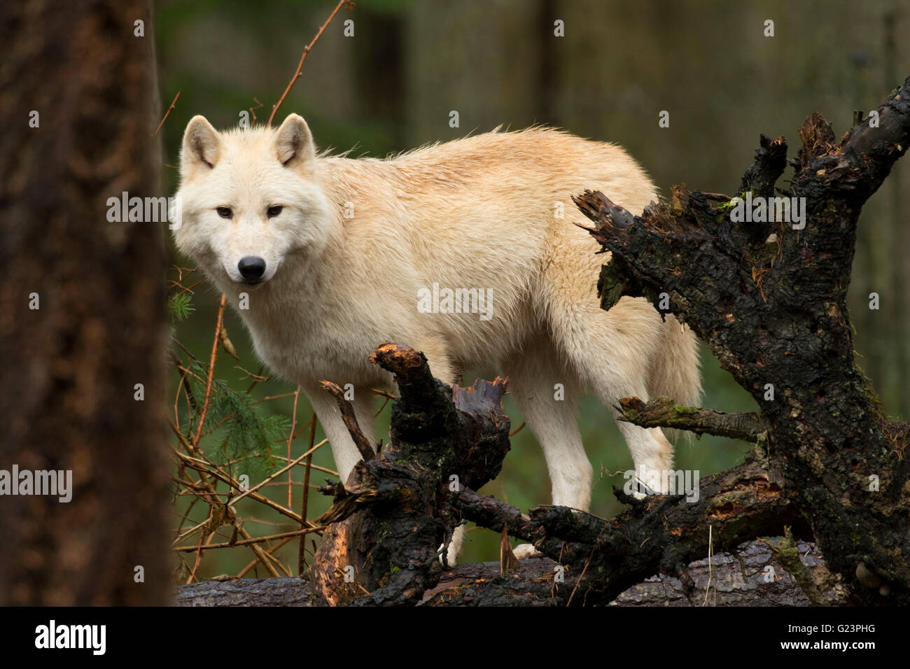 Grey wolf northwest trek wildlife hi-res stock photography and images ...