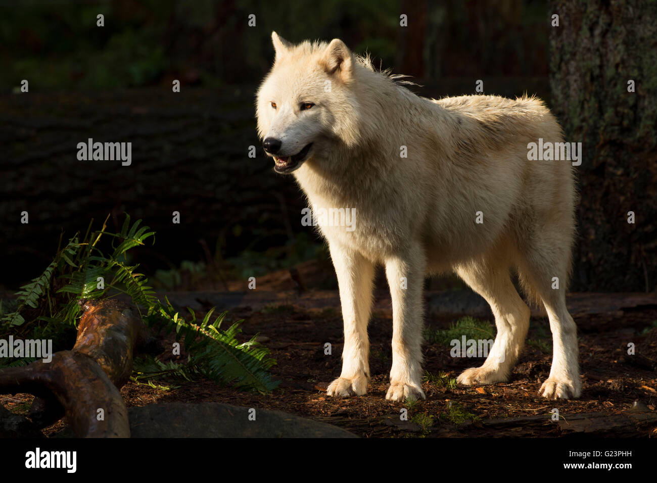 Grey wolf, Northwest Trek Wildlife Park, Washington Stock Photo - Alamy