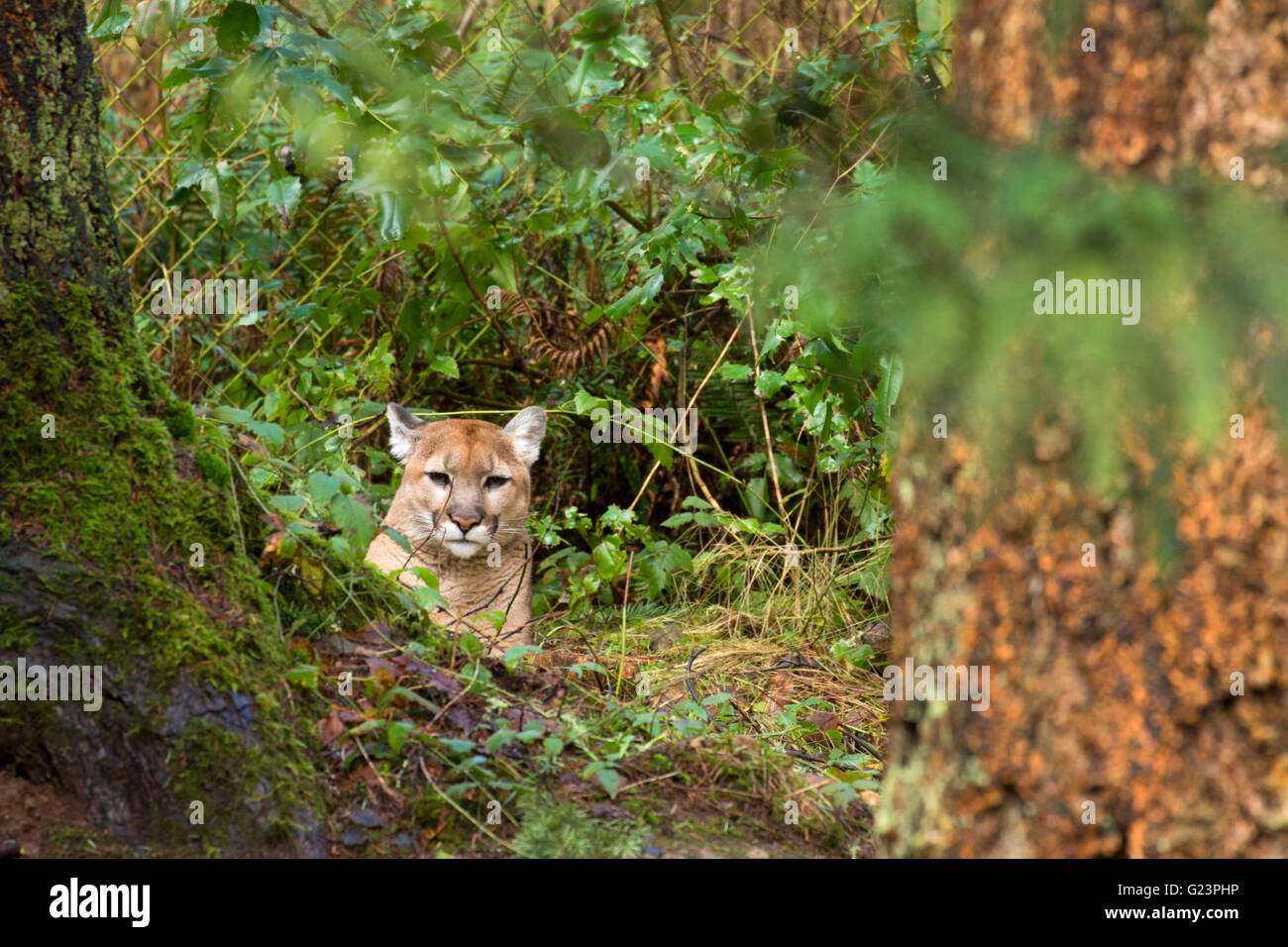 Mountain lion, Northwest Trek Wildlife Park, Washington Stock Photo - Alamy