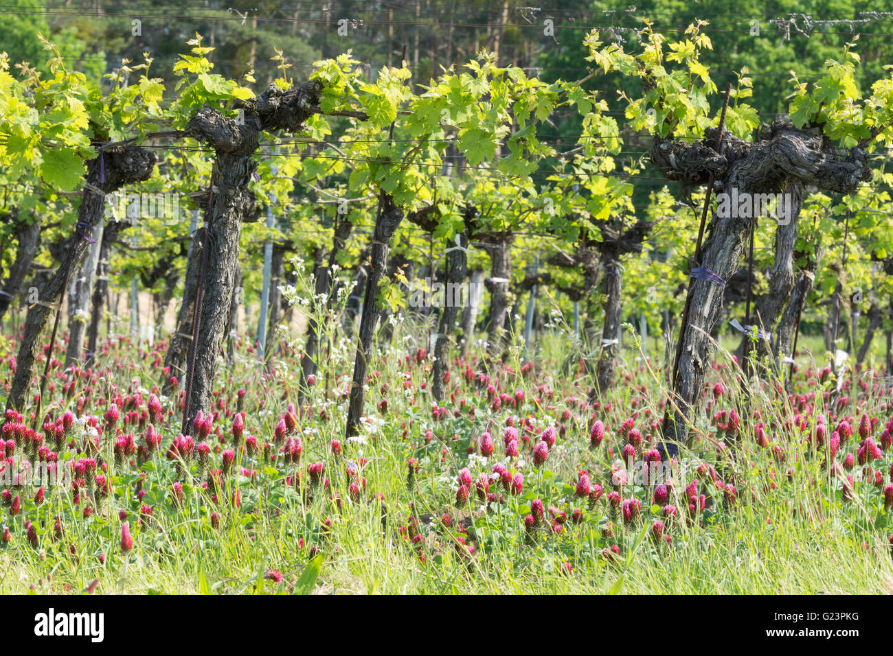 Crimson clover growing between grapevines in Austria for nitrogen ...
