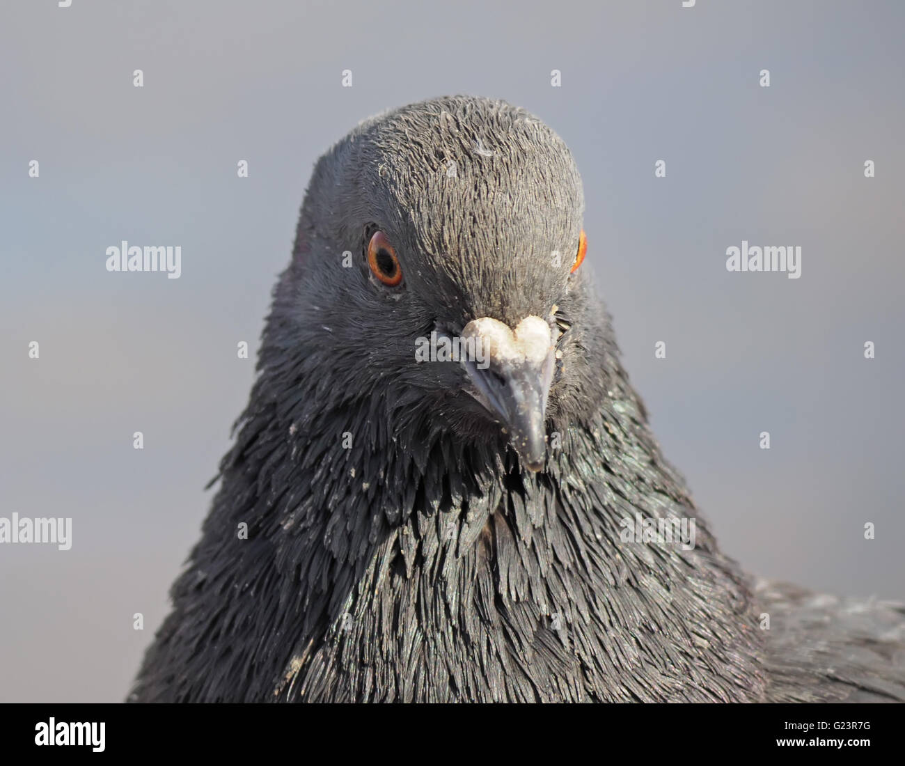 portrait of a dove Stock Photo - Alamy