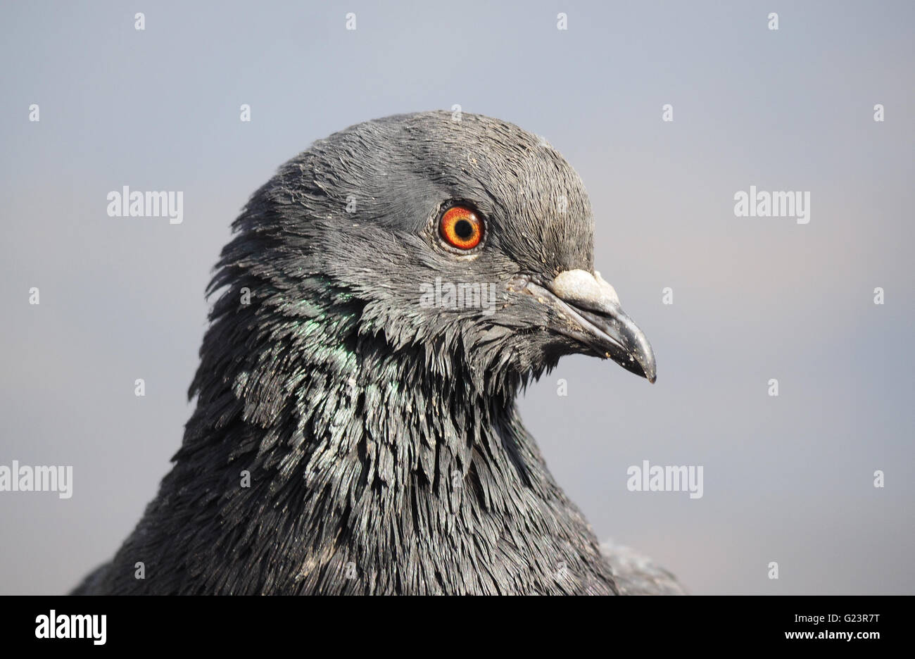 portrait of a dove Stock Photo - Alamy