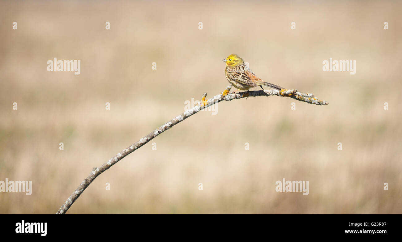 yellow bunting bird on a tree Stock Photo - Alamy