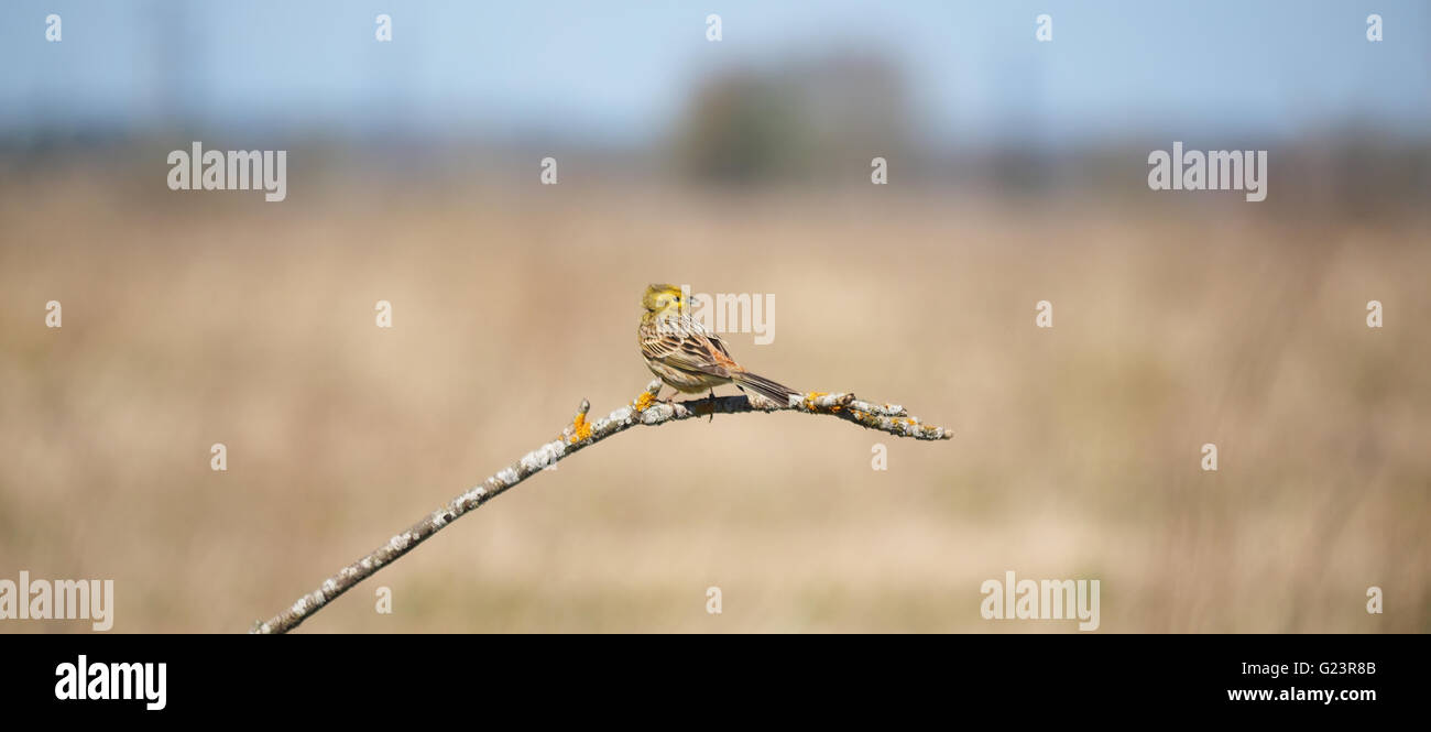 yellow bunting bird on a tree Stock Photo - Alamy