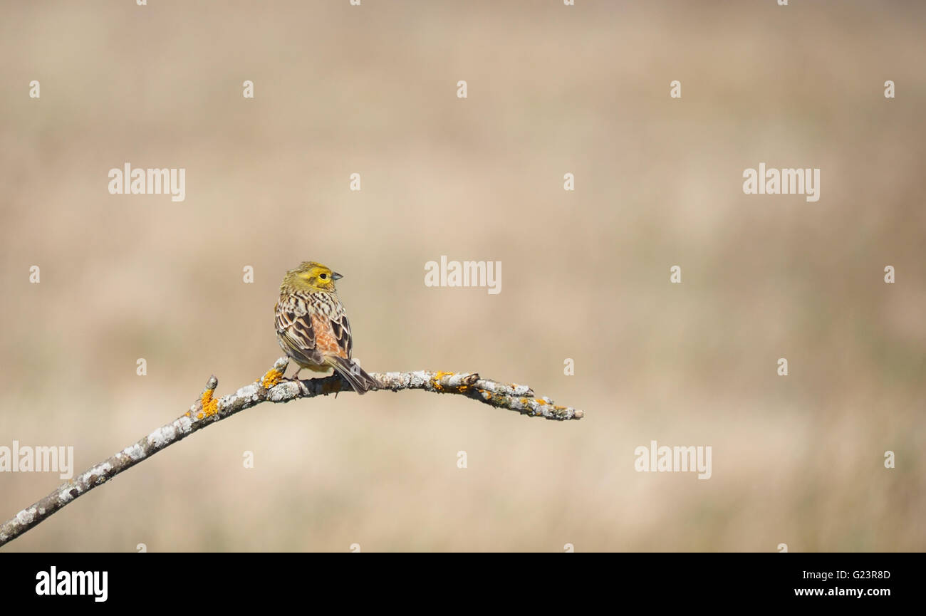 yellow bunting bird on a tree Stock Photo - Alamy