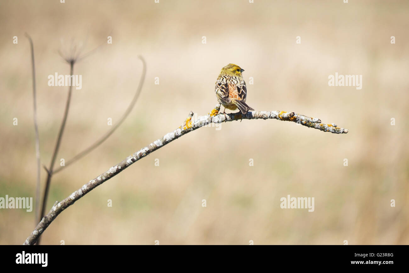 yellow bunting bird on a tree Stock Photo - Alamy