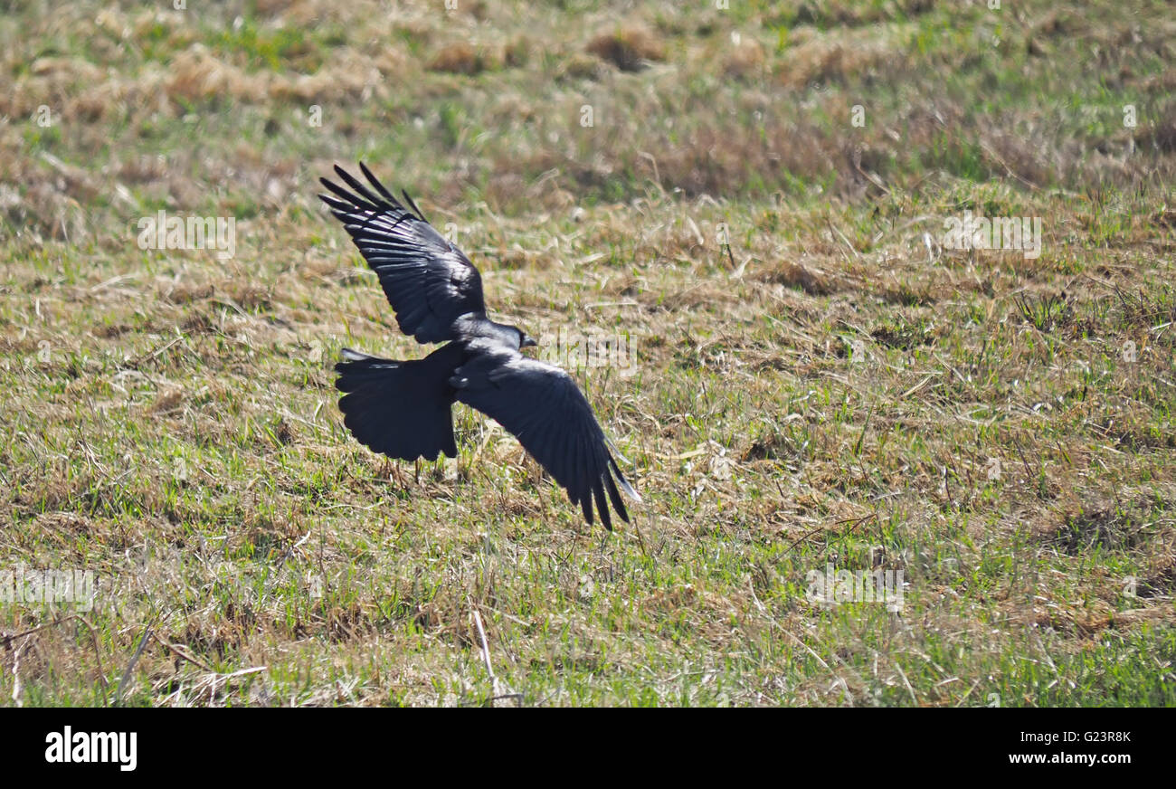 Rook in flight Stock Photo - Alamy