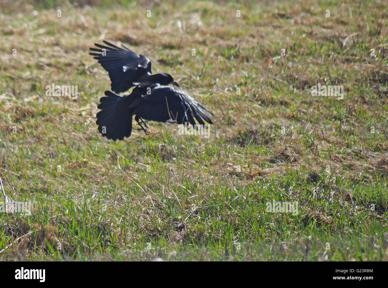 Rook in flight Stock Photo - Alamy