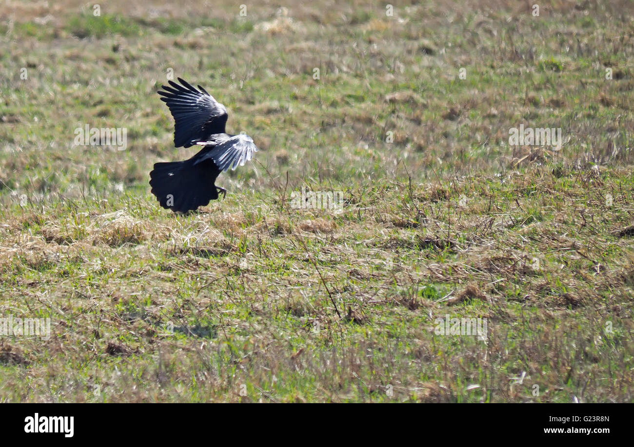 Rook in flight Stock Photo - Alamy