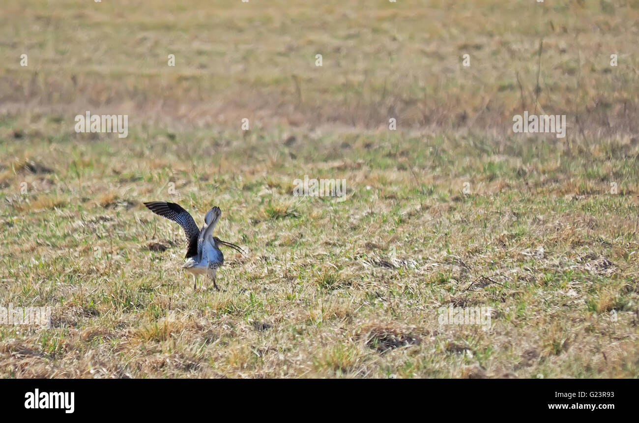 bird curlew in the field Stock Photo - Alamy